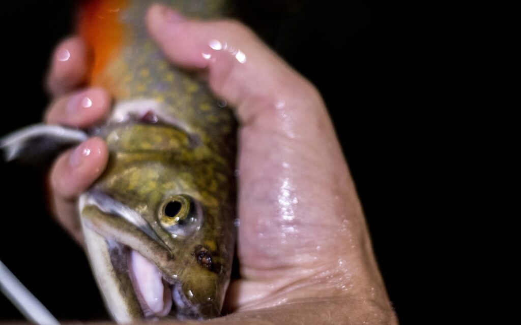 Micmac Fish Farm raising high quality fish with tribal significance ...