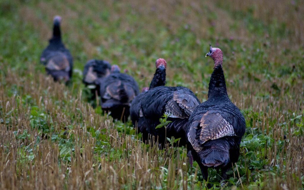 A rafter of turkeys - The County