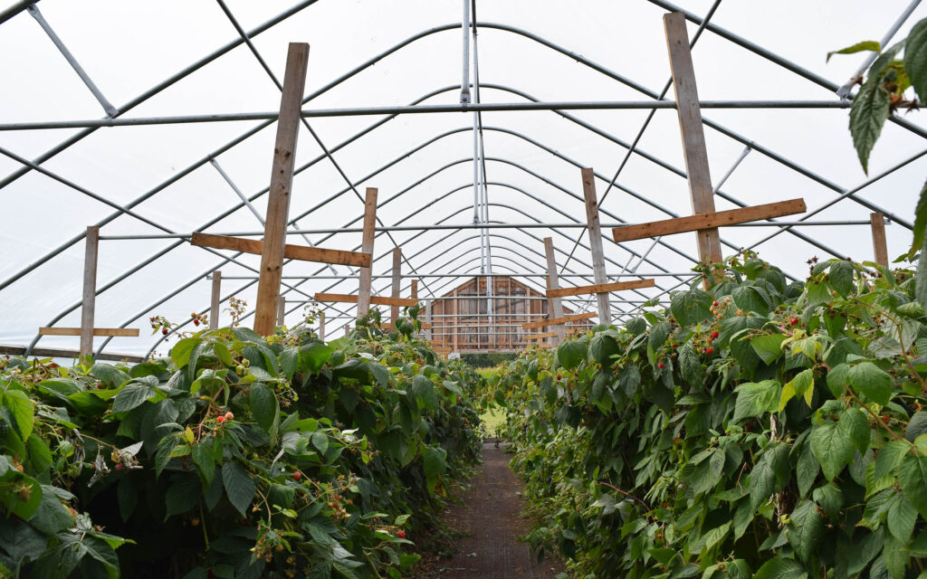 Session to teach building, growing with high tunnels - The County