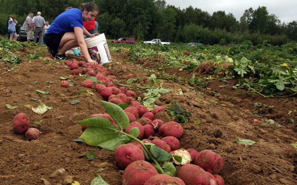 Dance students get taste of potato picking - The County