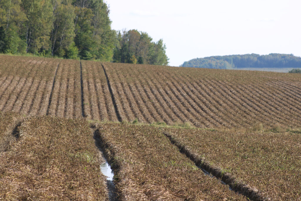 Maine potato harvest down from last year after rainy growing season ...