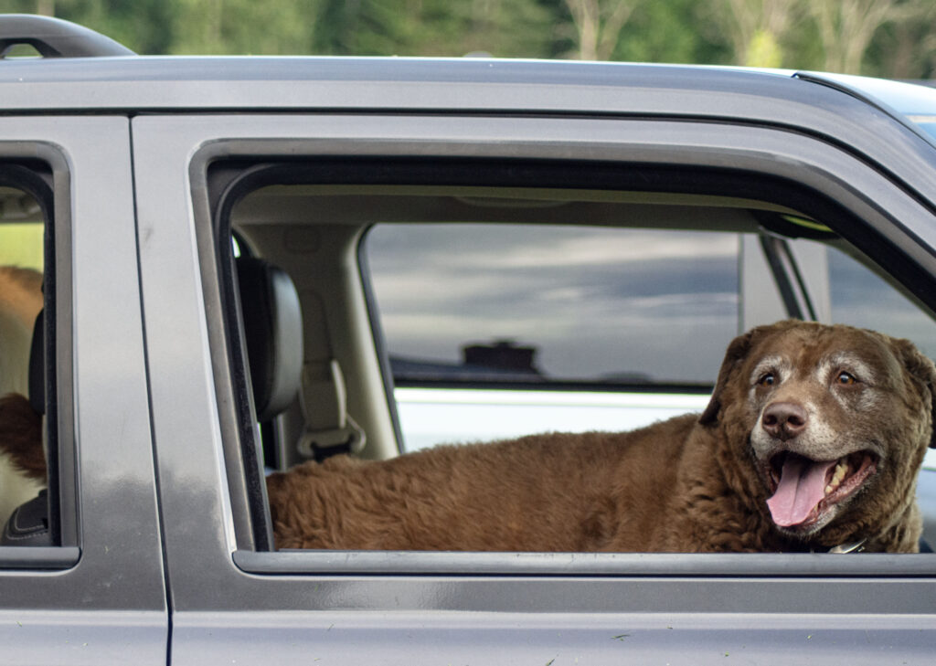 14 US Senators ask CDC to halt new border regulations for dogs - The County