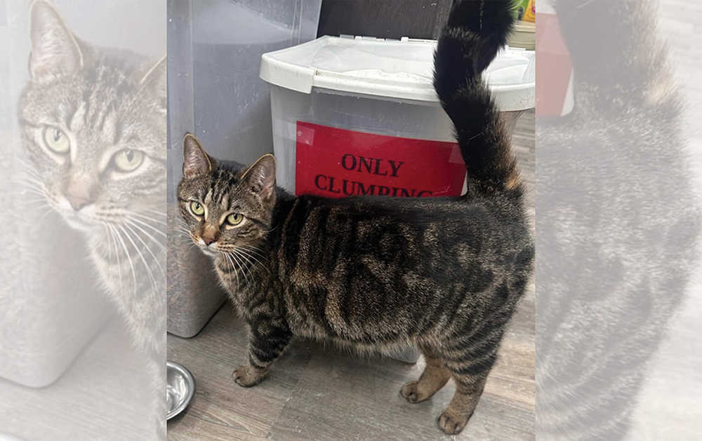 PAWS Pet of the Week - Lily - The County