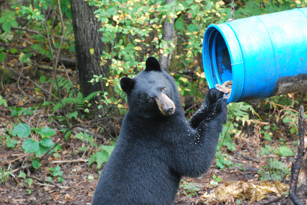 How to choose the best bear bait for the coming hunting season - The County