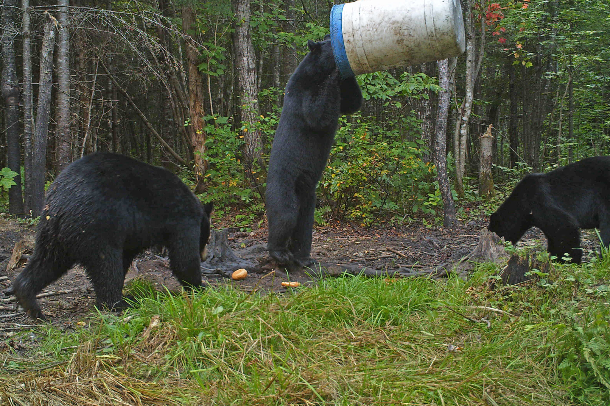 How to choose the best bear bait for the coming hunting season - The County