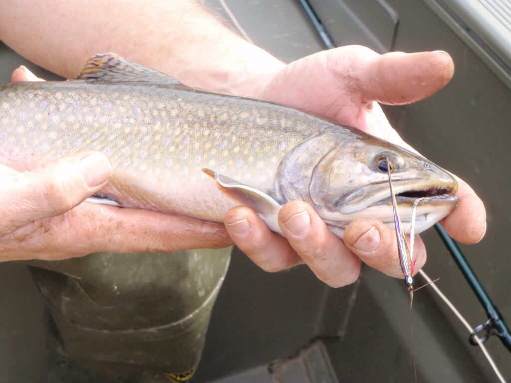 Terrific two-fly trolling rig - The County
