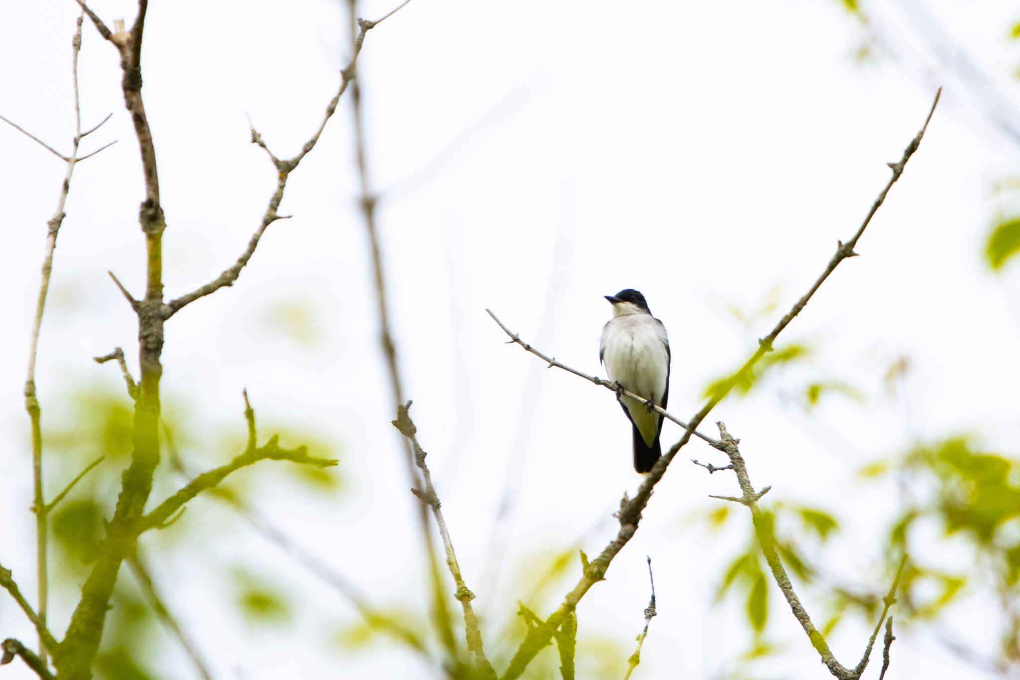 As bird watching grows, hobbyists flock to Caribou for monthlong ...