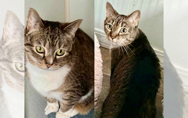 PAWS Pet of the Week - Pixel and Halo - The County