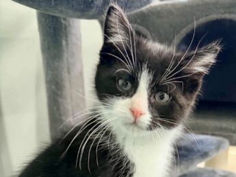 PAWS Pet of the Week - The County